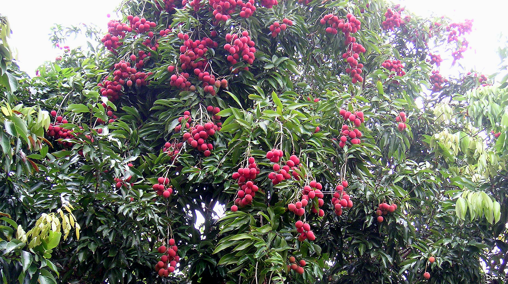 L'île de la Réunion